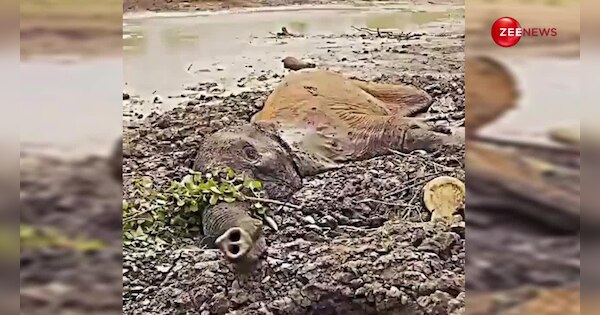 viral elephant was badly stuck in mud rescue team gave full efforts and ...