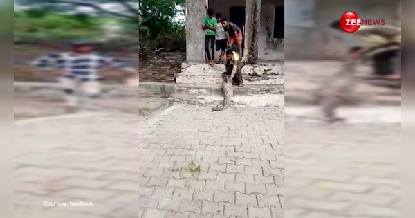 15 feet long python swallows blue cow in just seconds villagers in ...