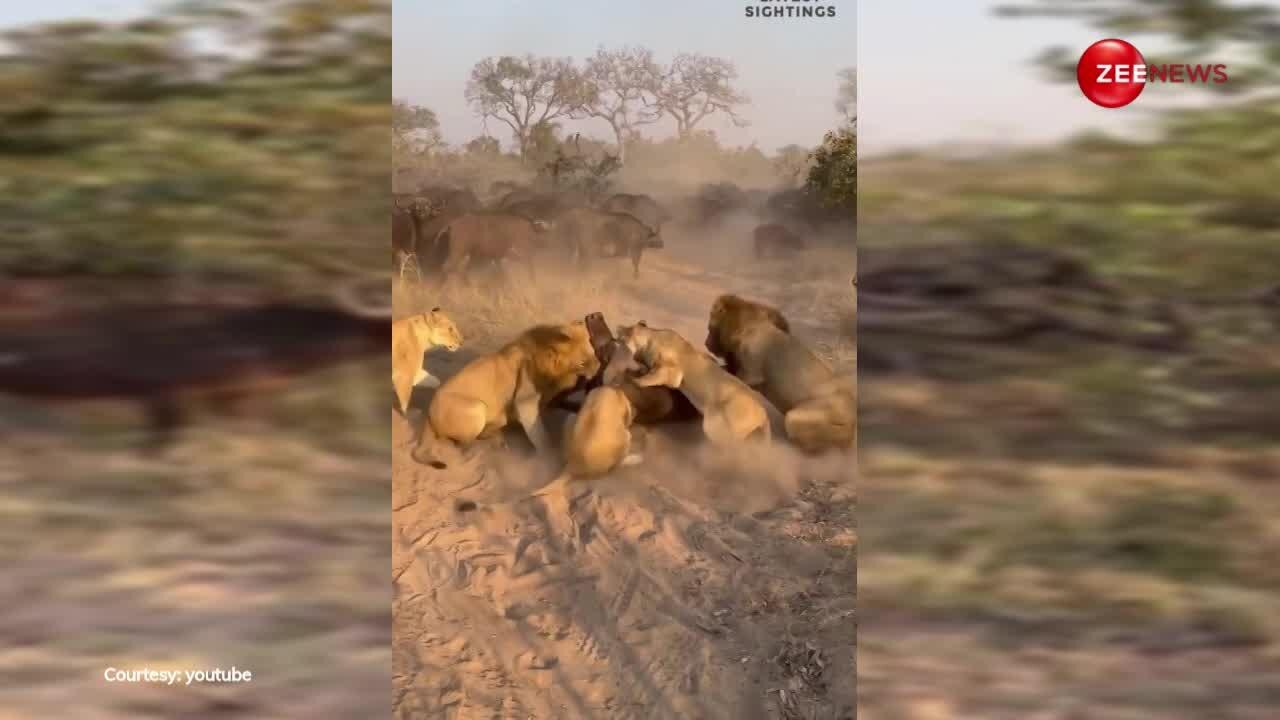 brave mother buffalo fought with ferocious lions to save her child kept ...