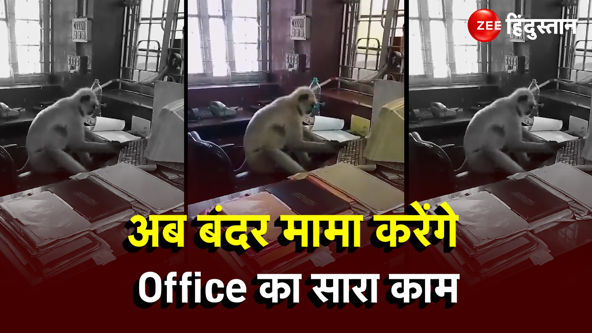 Monkey starts working in office animal wild jungle video goes viral ...