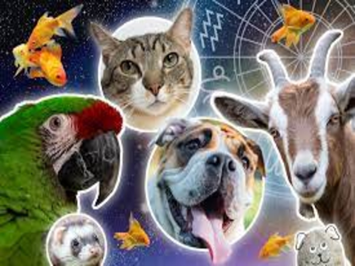 lucky animals photo these pets are considered lucky brings good fortune ...