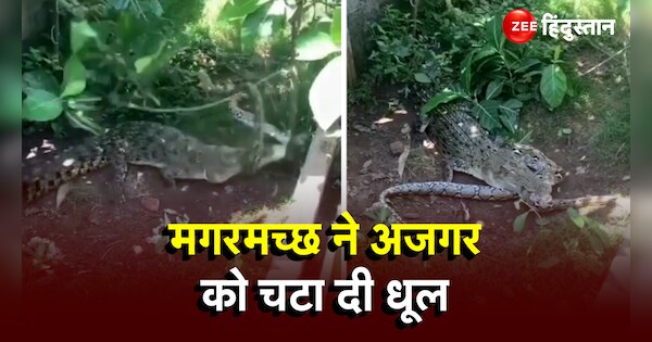 Dangerous fight between crocodile and python see who wins animal fight wild video goes viral ...