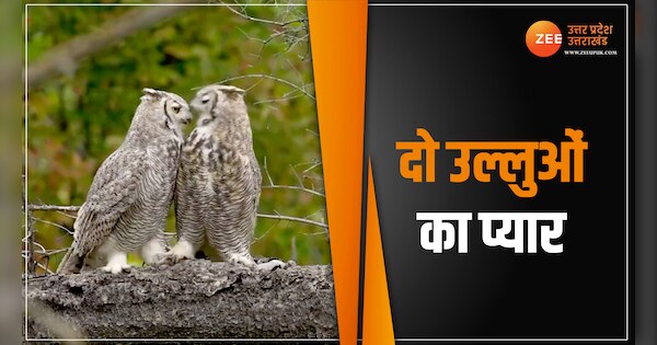 watch how owls make owl cople kissing video viral on internet | Viral ...