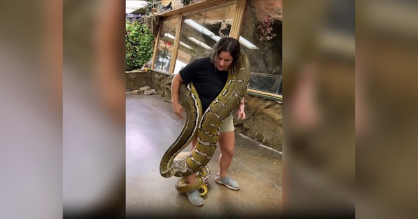 Woman playing with such a huge python, people started sweating after ...