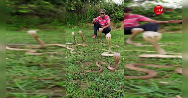 Boy trapped between king cobra 5 snakes narrowly escaped death | एक दो ...