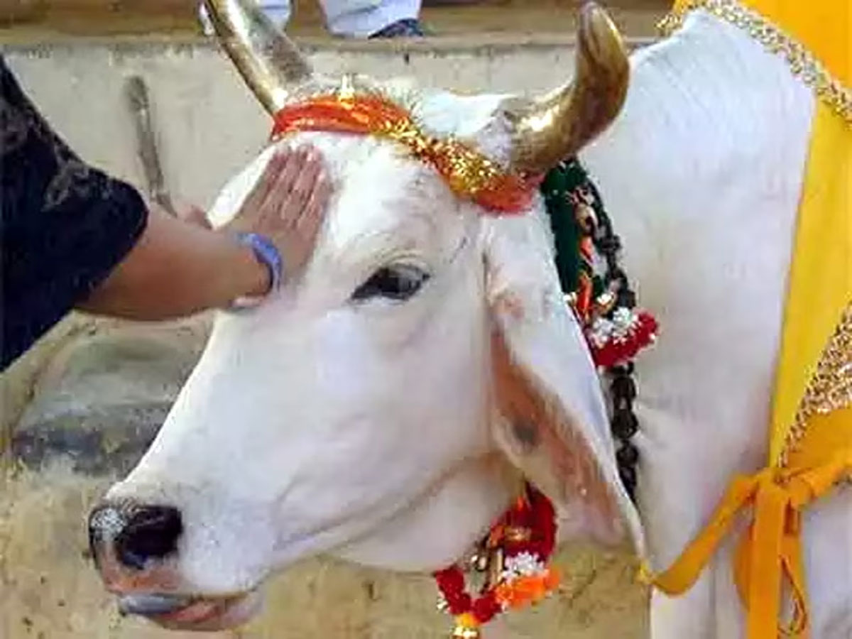 gau daan All gods reside in body of mother cow donating cow calms Pitra ...