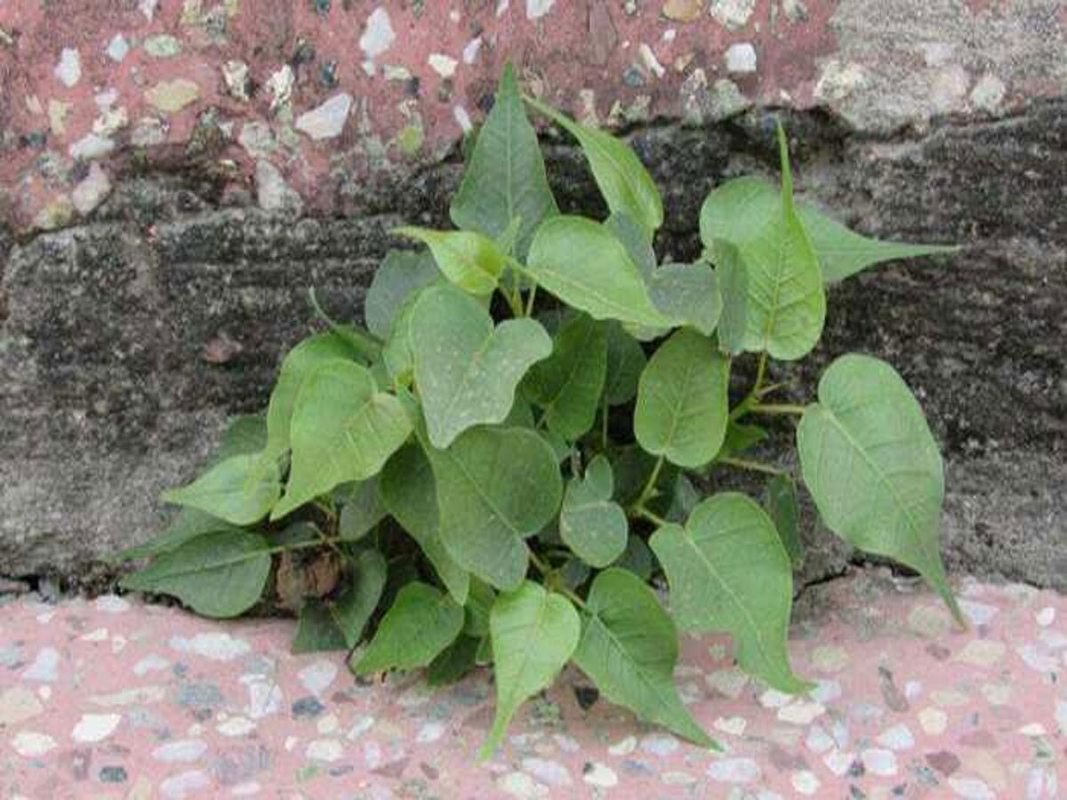 shradh 2023 these signs show that ancestors are nearby definitely ...