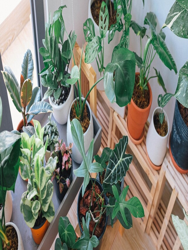 Lucky Plant these 7 plants at the main entrance of the house door of ...