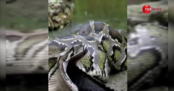 python swallow a huge alligator shocking video magarmach ko azgar jinda ...