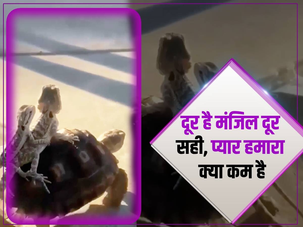 Tortoise and Chameleon Friendship video viral kacchuye ki peeth par ... Tortoise and Chameleon Friendship video viral kacchuye ki peeth par ...