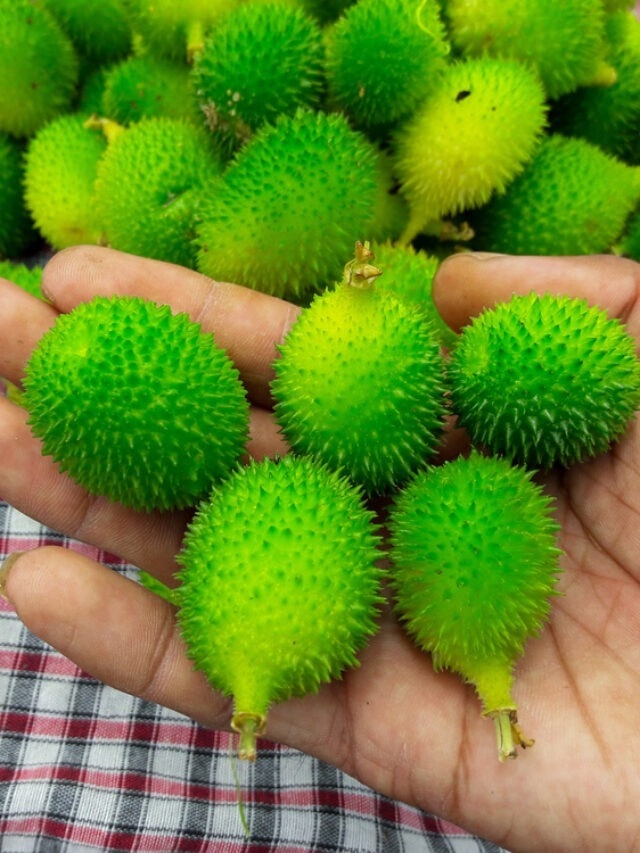 Vitamin b12 Kakora vegetable is more powerful than meat and mutton ...