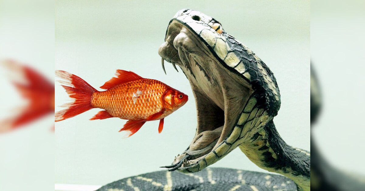 Snake eating fish near waterfall watch the video