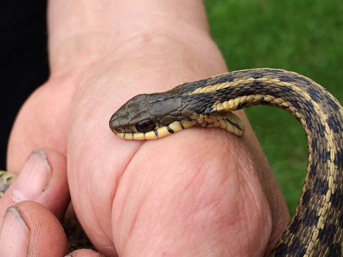 MP Bhind 3 people of family bitten by snake women daughter died son ...