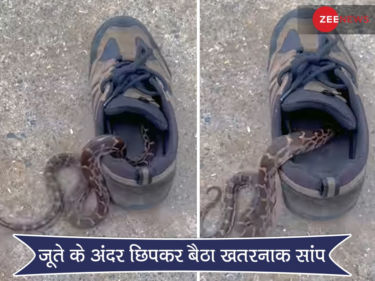 dangerous snake was hiding inside the shoe video goes viral | जूते के ...
