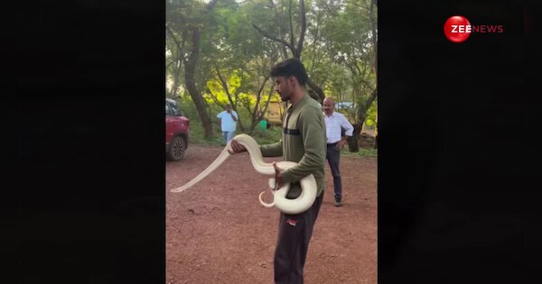 indias rarest 9 feet white python found in a kumta village of karnataka ...