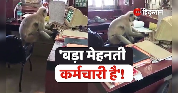 Monkey Funny Video work in the railway office watching the video people ...