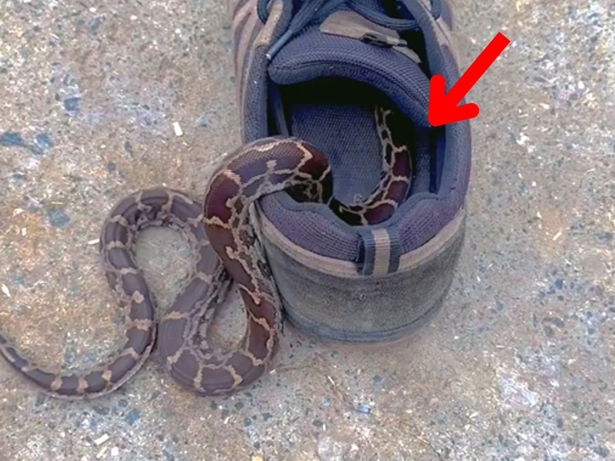 king cobra hiding inside shoe Dangerous snake video went viral | जूते ...