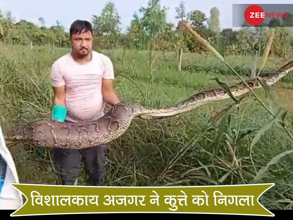 python secretly swallows alive dog in the field Video viral in haldwani ...