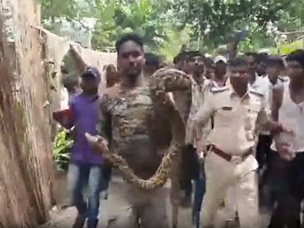 Python Snake Found in Supaul forest Department Team Rescue it | Supaul News: पेड़ पर मिला अजगर ...