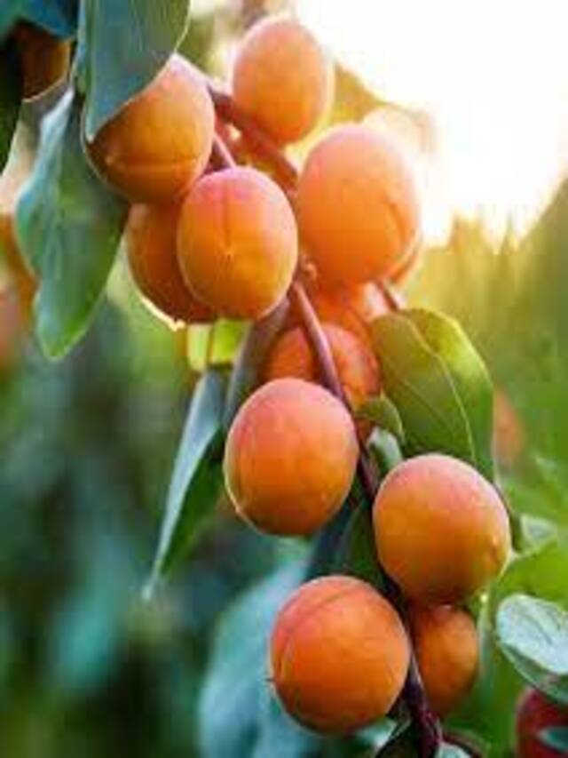 Which Fruit filled protein in body health benefits of khubani Protein ...