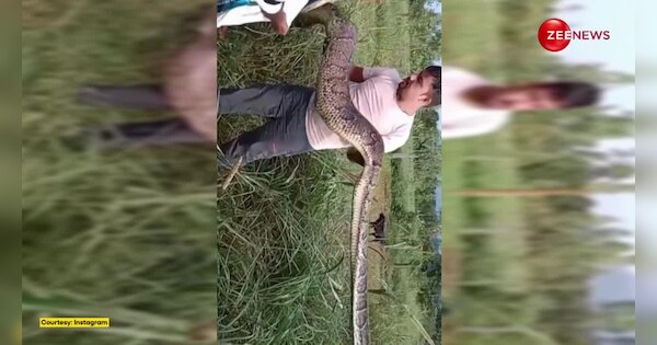 haldwani 20-ft long python eat dog video shows thrilling rescue efforts ...