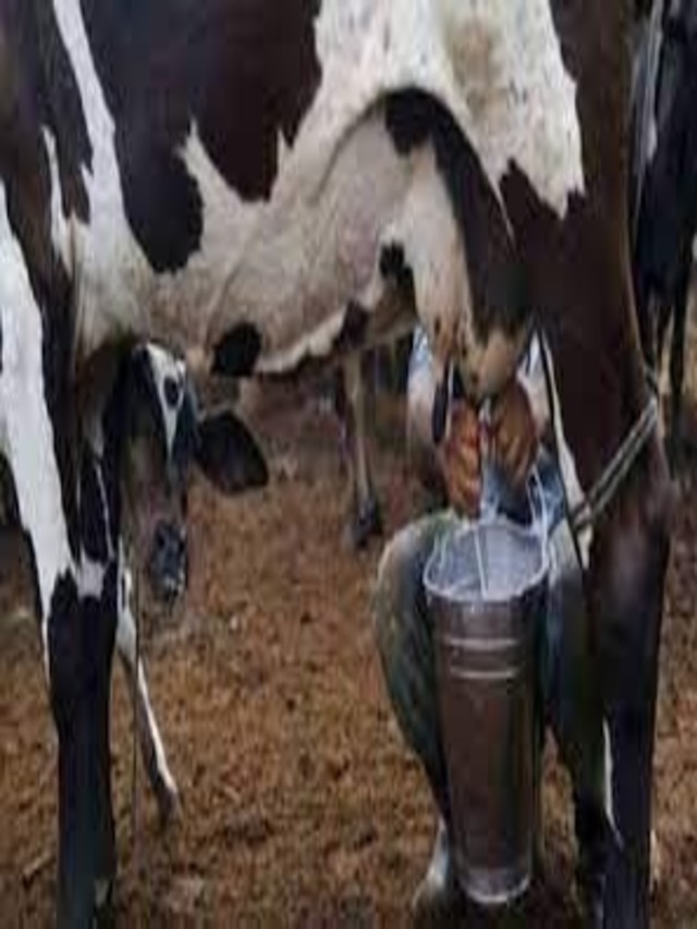 Cow Milk Vs Buffalo Milk is better for your child know which one will ...
