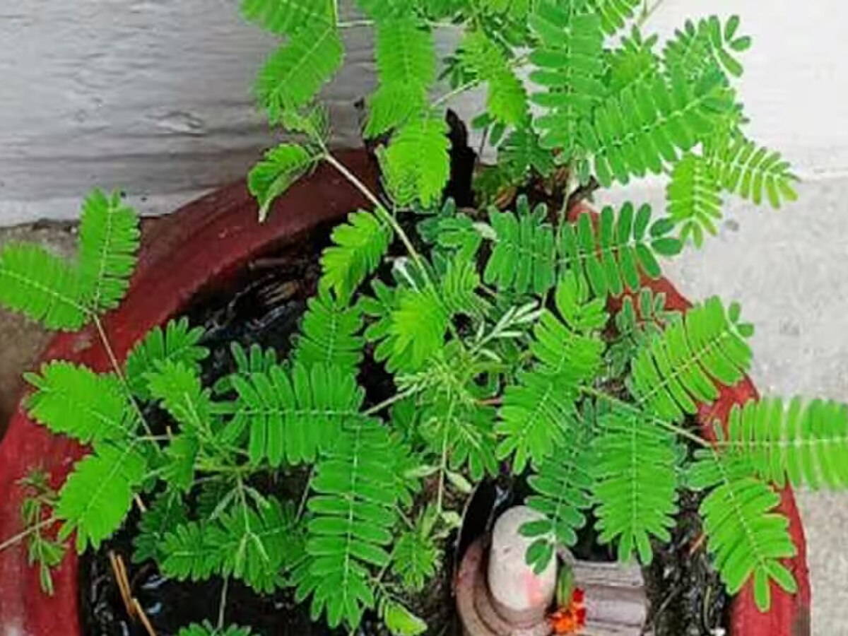 मनी प्‍लांट का बाप है ये चमत्‍कारी पौधा, घर में लगाते ही बरसता है धन ...