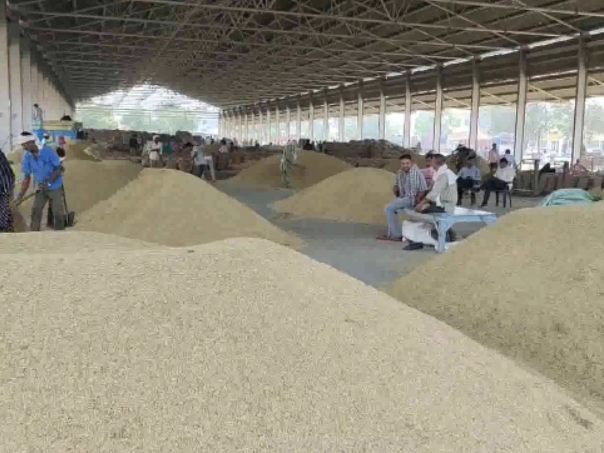 Paddy Sell in karnal anaz mandi farmer reached paddy crop purchases not ...