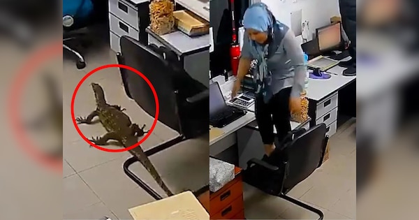 Funny Video big lizard suddenly entered office boys and girls ...