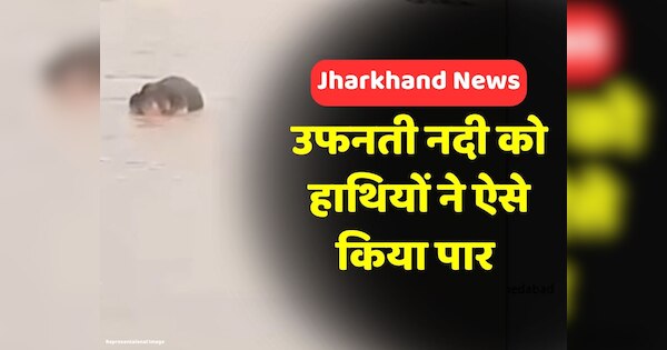 Video of wild elephants crossing the river went viral case of Rania ...