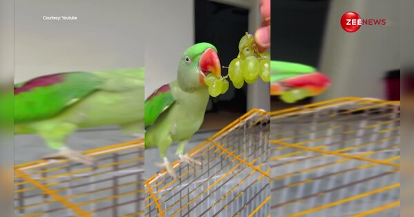 parrot ate grapes in this cute style video went viral | Viral Video ...