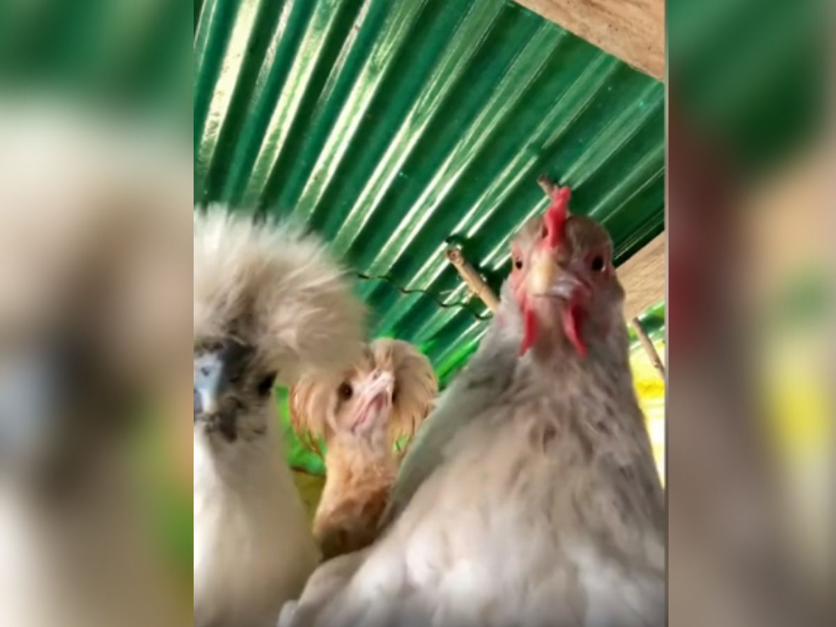 Funny Video hen heard the song she started dancing with chicken |Funny ...