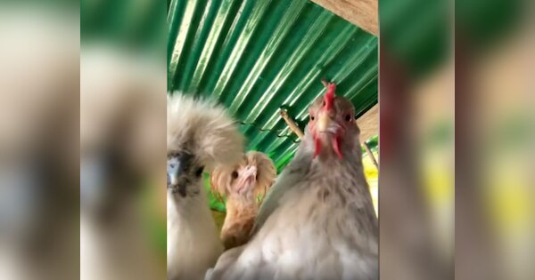 Funny Video hen heard the song she started dancing with chicken |Funny ...