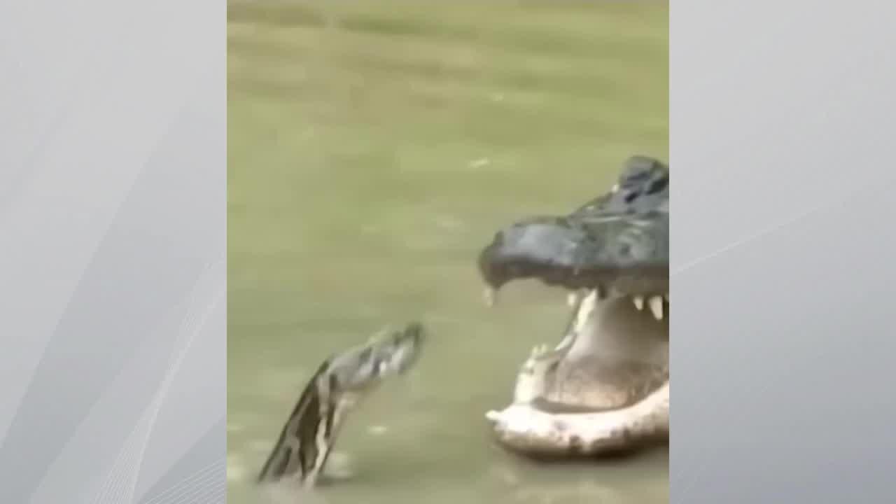Python snake fought with crocodile Ajgar or magarmach ki ladai ka video ...