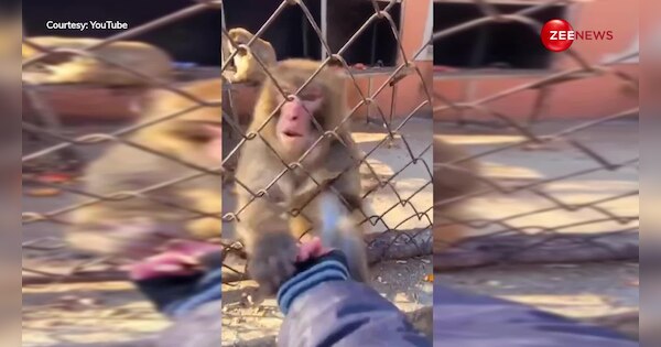 monkey feeding on tuesday animal created a ruckus monkey attack | बंदर ...
