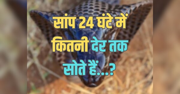 general knowledge quiz How long do snakes sleep in 24 hours | Trending Quiz : सांप 24 घंटे में ...