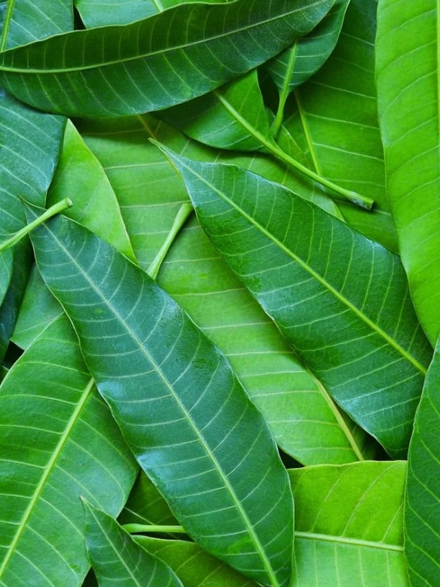 Mango Leaves Benefits AAM ki pattiyon] | बढ़ती उम्र को मात देने के लिए ...