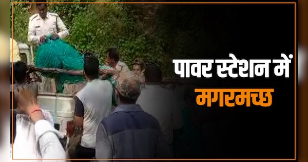 Magarmachchh Ka Video Panic To See Crocodile In Sanjay Gandhi Power ...