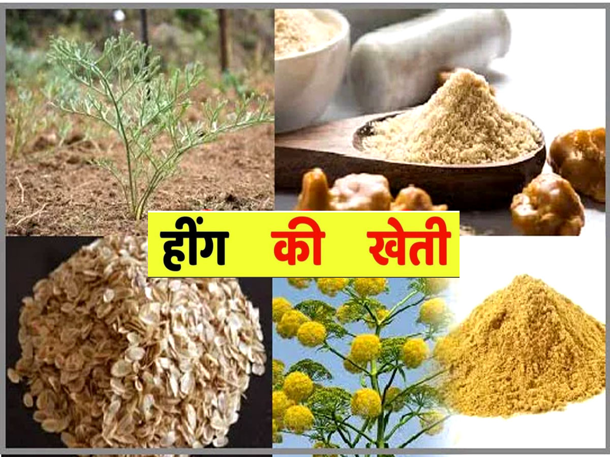 Earn huge income from asafoetida cultivation heeng ki kheti kaise karen ...