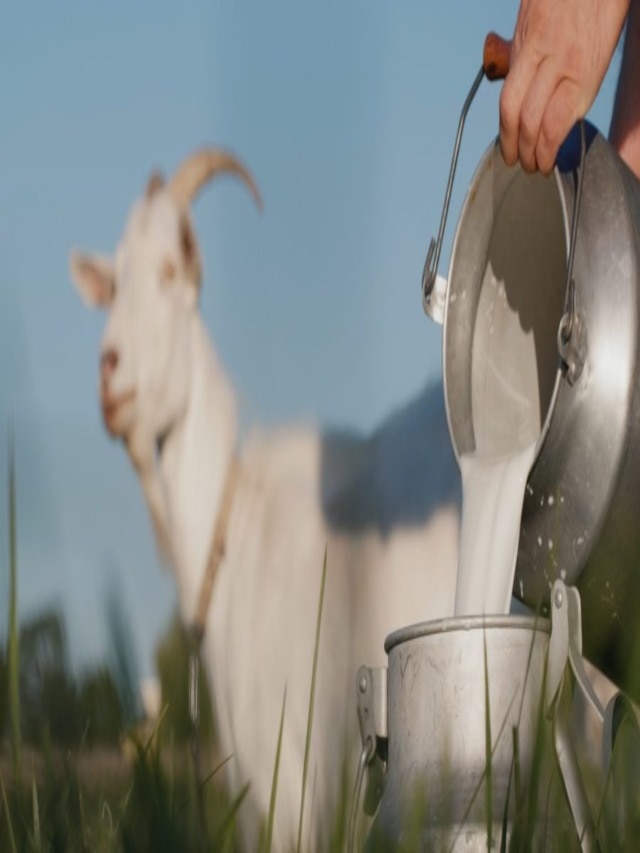 Goat Milk Benefits Why is goat milk drunk in dengue me kyu piya jata ...