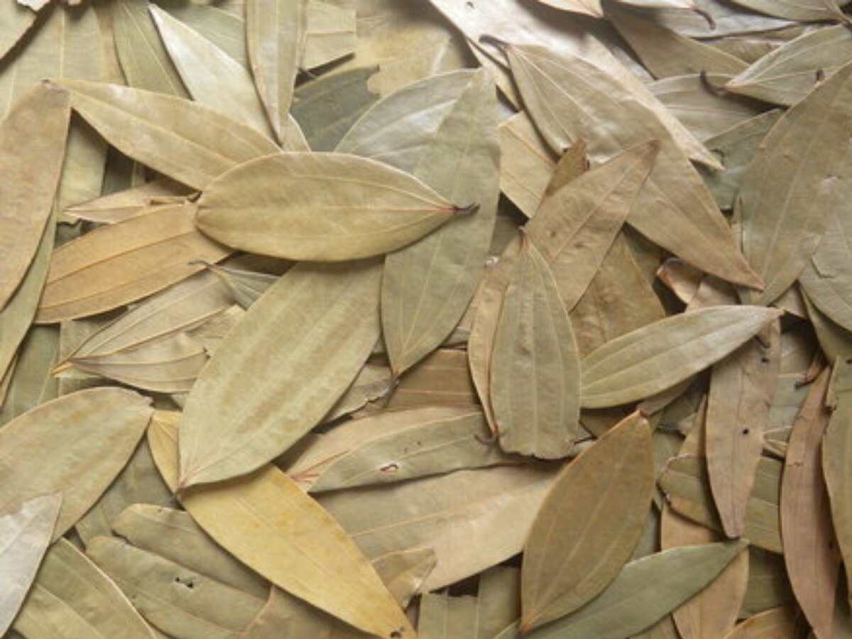 Benefits Of Tej Patta for health How to control cholesterol and extra ...