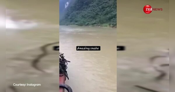 this person threw hundreds of snakes into the river within a moment the ...