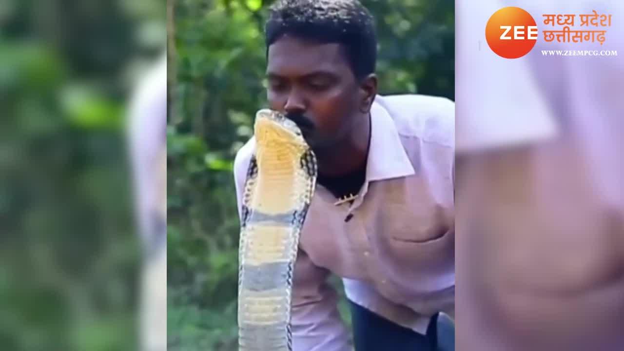 King Cobra stood up person kissed snake head kobra saap ka viral video ...