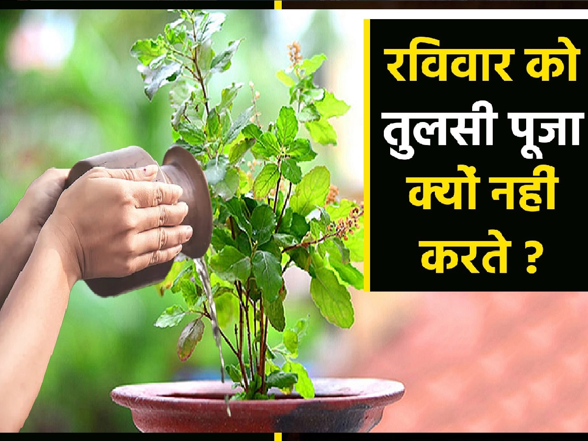 tulsi puja niyam why water is not offered on tulsi on ekadashi and sunday know | Tulsi Puja ...