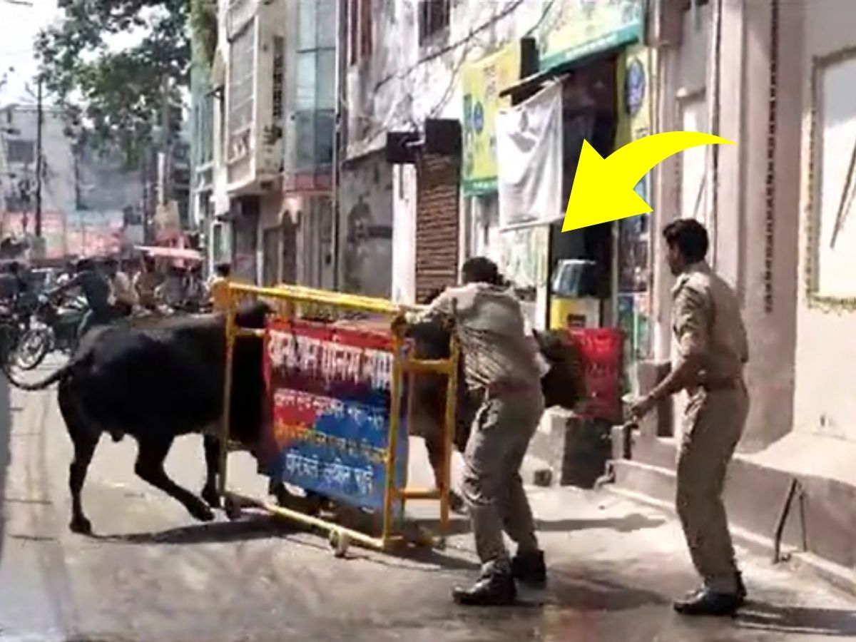 Bull Attack sambhal Police constable trapped in fight between two bulls ...