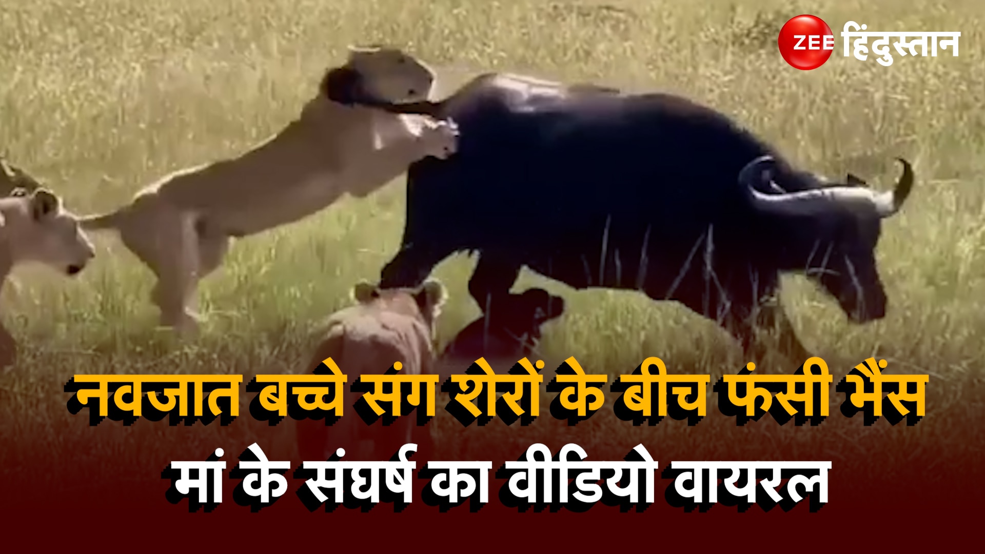 lion buffalo fight video goes viral when mother buffalo tried to save ...