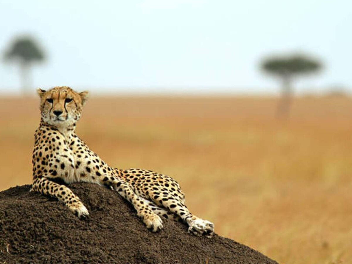 Kuno Wildlife Sanctuary National Park now open for turist timingsticket ...