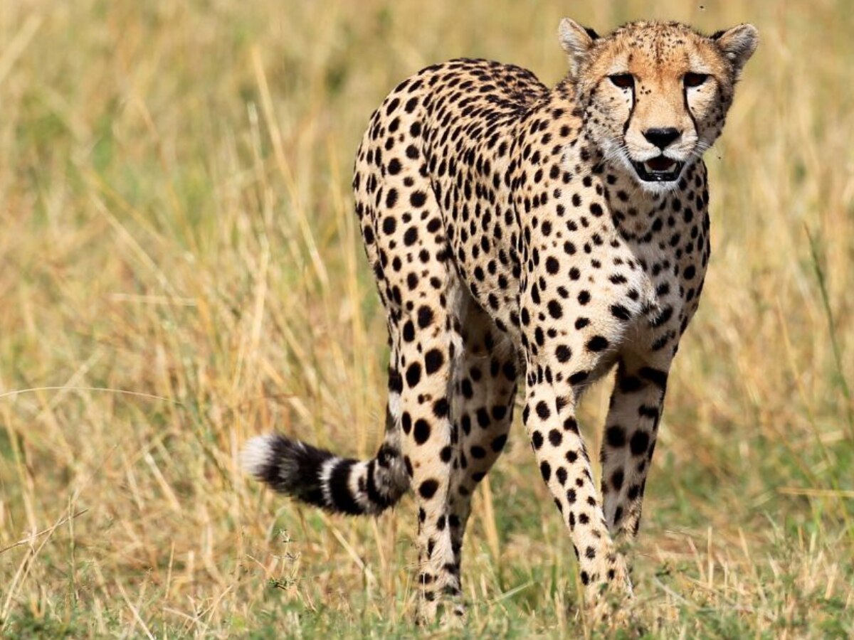 Kuno Wildlife Sanctuary National Park now open for turist timingsticket ...