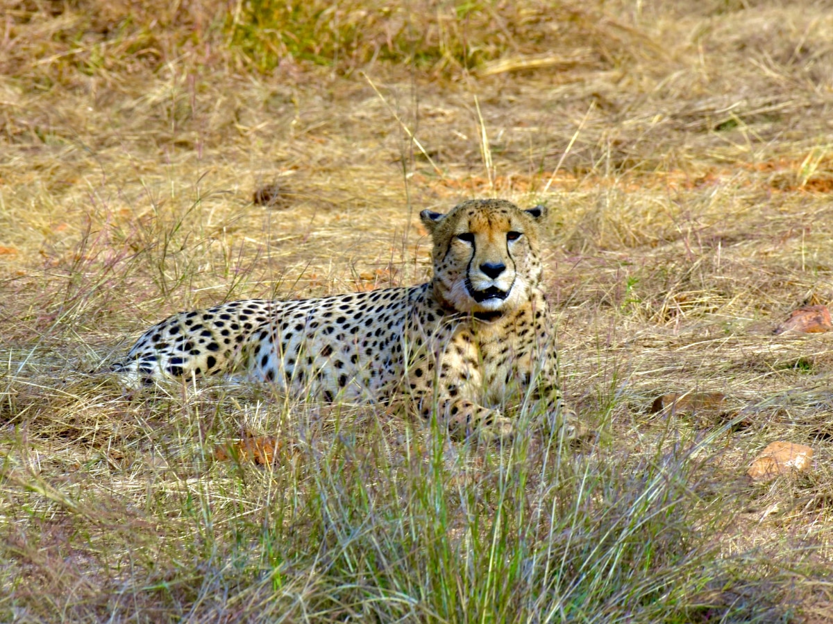 Kuno Wildlife Sanctuary National Park now open for turist timingsticket ...