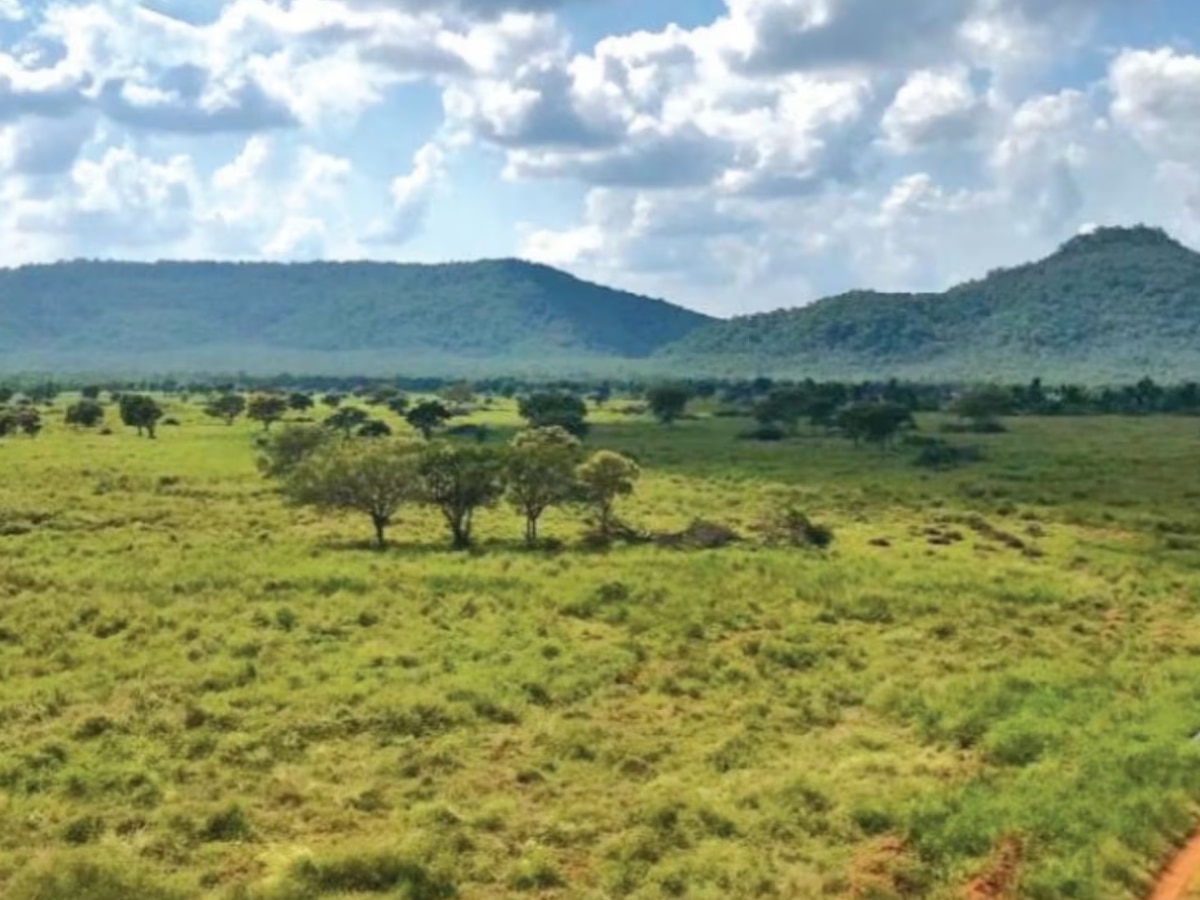 Kuno Wildlife Sanctuary National Park now open for turist timingsticket ...